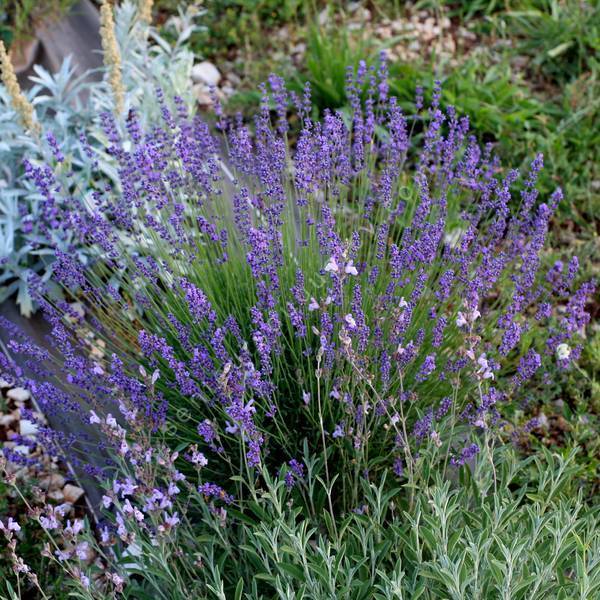 Lavande naine purpurine - Lavandula angustifolia 'Nana Atropurpurea'