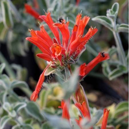 Jacobinia - Dicliptera suberecta - plante vivace, vente en ligne