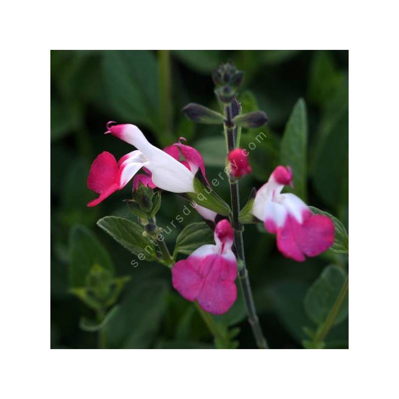 Sauge arbustive à fleur rouge-rose et blanche - Salvia 'Pink Lips'