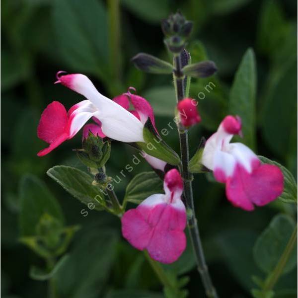 Sauge arbustive à fleur rouge-rose et blanche - Salvia 'Pink Lips'
