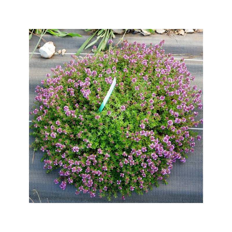 Thym rampant à odeur de citron - Thymus 'Typ Lammefjord'