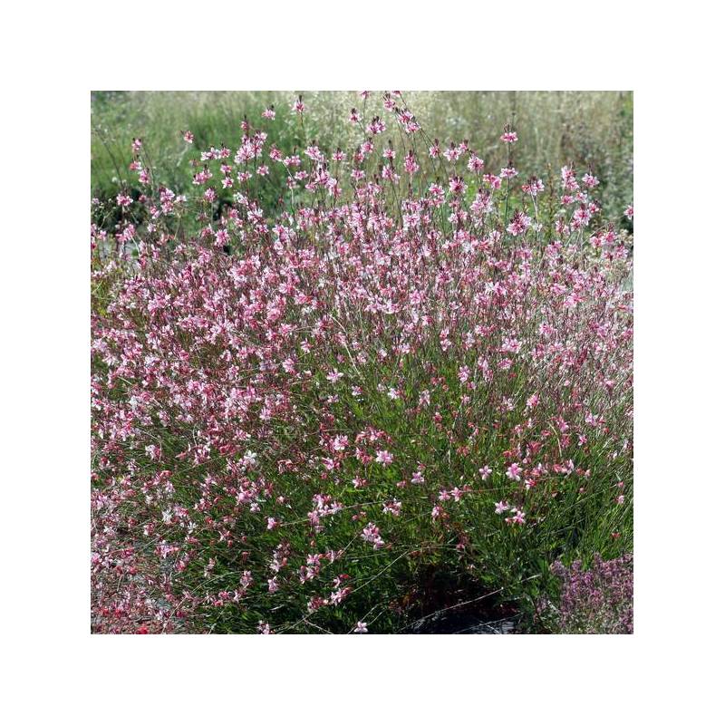 Gaura lindheimeri 'Siskiyou Pink' à floraison rose