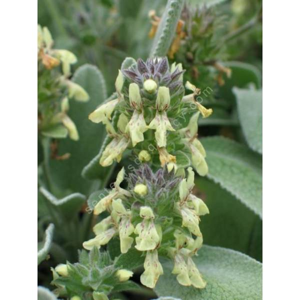 Stachys citrina - Oreille d'ours à floraison jaune