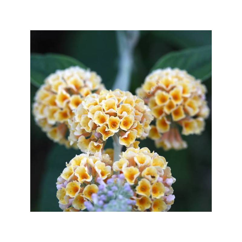 Arbre à papillon à fleur jaune - Buddleja x weyeriana 'Golden Glow'