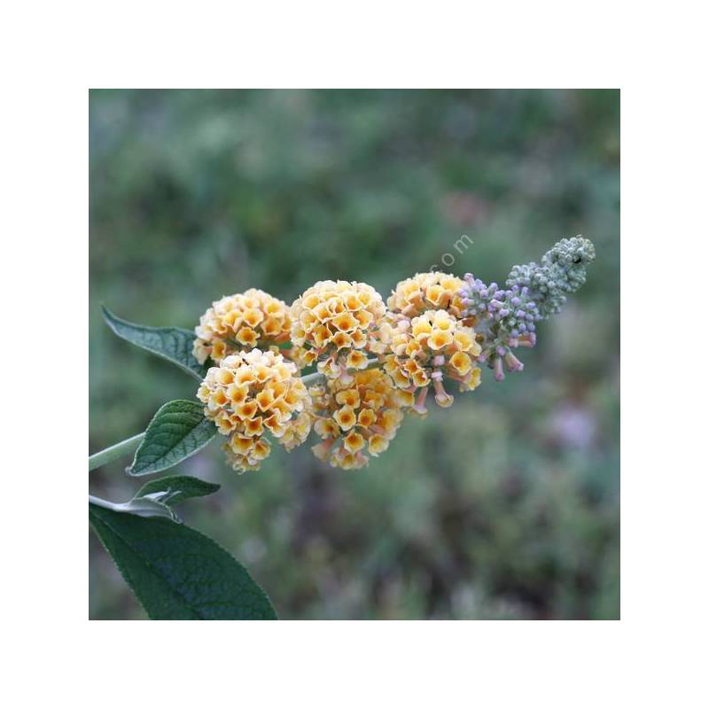 Arbre à papillon à fleur jaune - Buddleja x weyeriana 'Golden Glow'