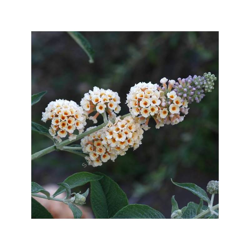 Arbuste à floraison jaune clair - Buddleja x weyeriana 'Moonlight'