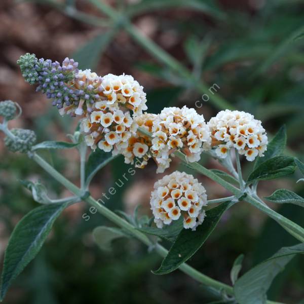 Arbuste à floraison jaune clair - Buddleja x weyeriana 'Moonlight'