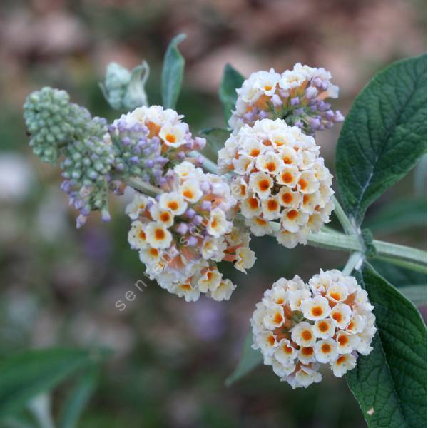 Arbuste à floraison jaune clair - Buddleja x weyeriana 'Moonlight'