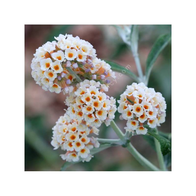 Arbuste à floraison jaune clair - Buddleja x weyeriana 'Moonlight'
