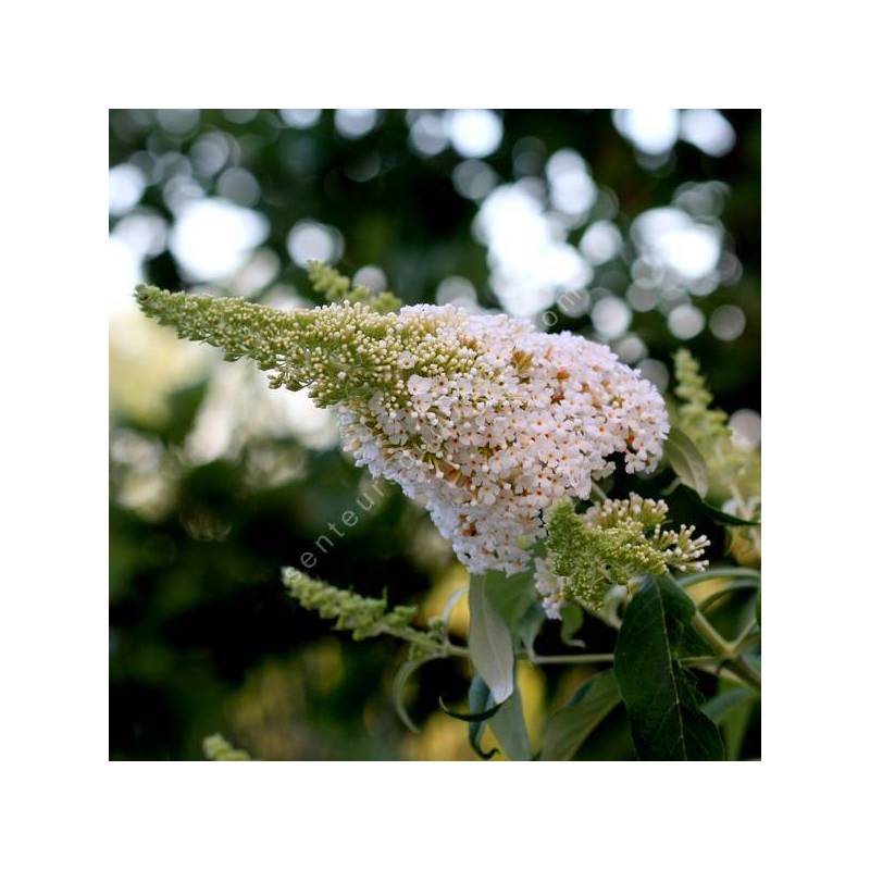 Arbre à papillon à fleur blanche - Buddleja davidii 'White Bouquet'