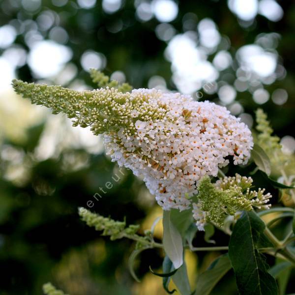 Arbre à papillon à fleur blanche - Buddleja davidii 'White Bouquet'