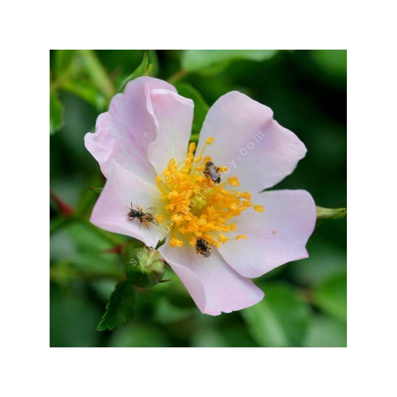 Rosier grimpant ou couve-sol blanc et rose - Rosa 'Gouse'