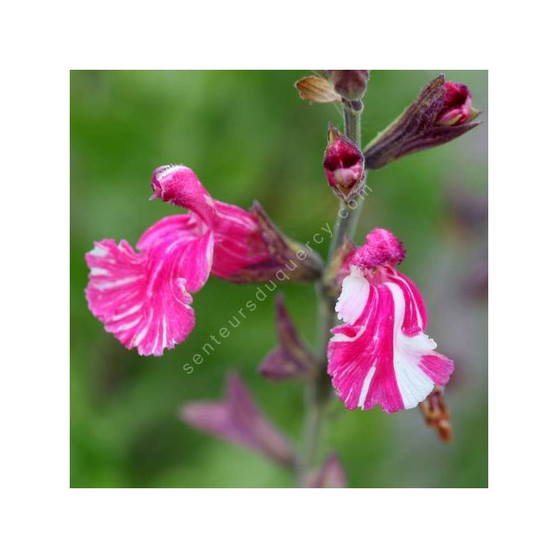 Sauge arbustive vivace à fleur rose saumon - Salvia 'Papajan'