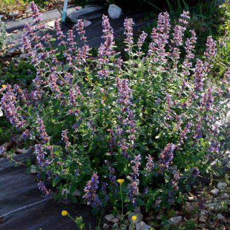 Herbe à chat - Nepeta x faassenii 'Superba' | achat de plante vivace
