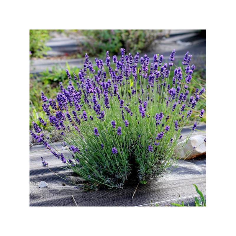 Lavandula angustifolia 'Anna' - Lavande fine de jardin sec