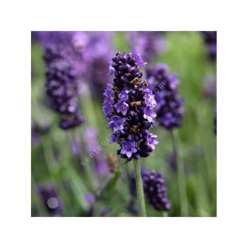 Lavande naine à fleur bleue - Lavandula angustifolia 'Bateau Bleu'