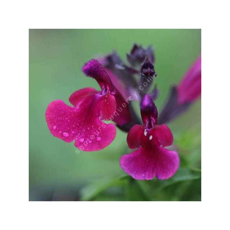 Sauge arbustive compacte rouge Bourgogne - Salvia 'Mirage Burgundy'