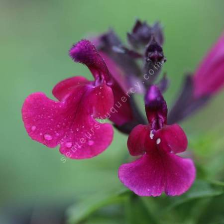 Sauge arbustive compacte rouge Bourgogne - Salvia 'Mirage Burgundy'