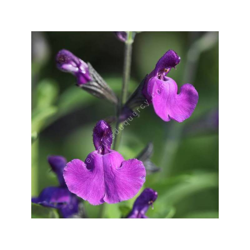 Sauge arbustive à fleur violette - Salvia 'Mirage Violet'