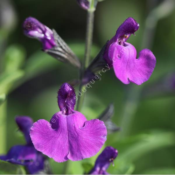 Sauge arbustive à fleur violette - Salvia 'Mirage Violet'