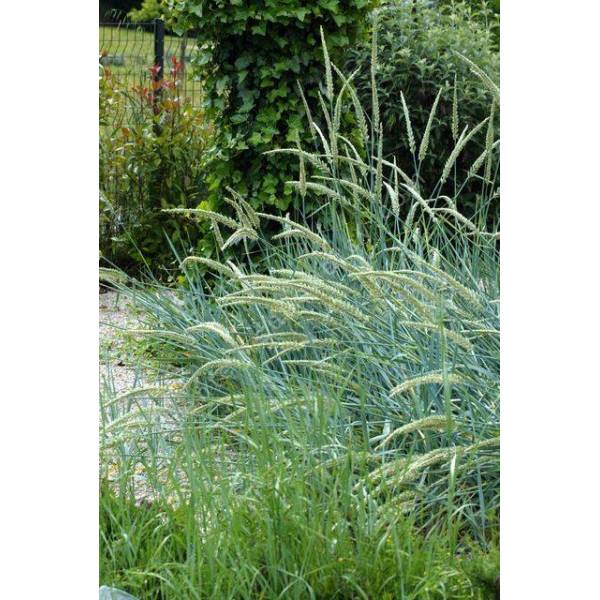 Seigle de mer - Leymus arenarius - vente de graminée pour terrain sec