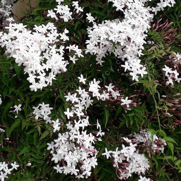 Jasmin blanc - Jasminum officinalis - grimpante pour terrain sec