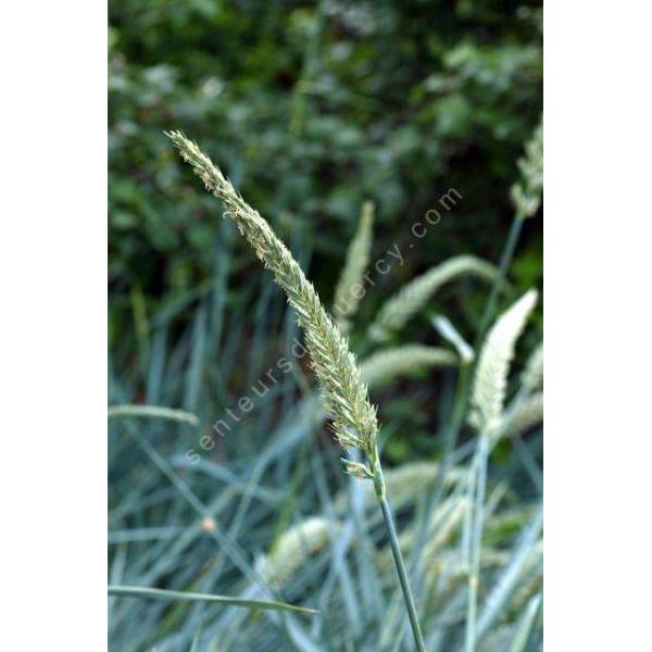Seigle de mer - Leymus arenarius - vente de graminée pour terrain sec