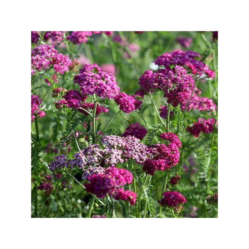 Achillée millefeuille rose lavande - Achillea millefolium 'Heidi'