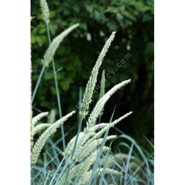 Seigle de mer - Leymus arenarius - vente de graminée pour terrain sec