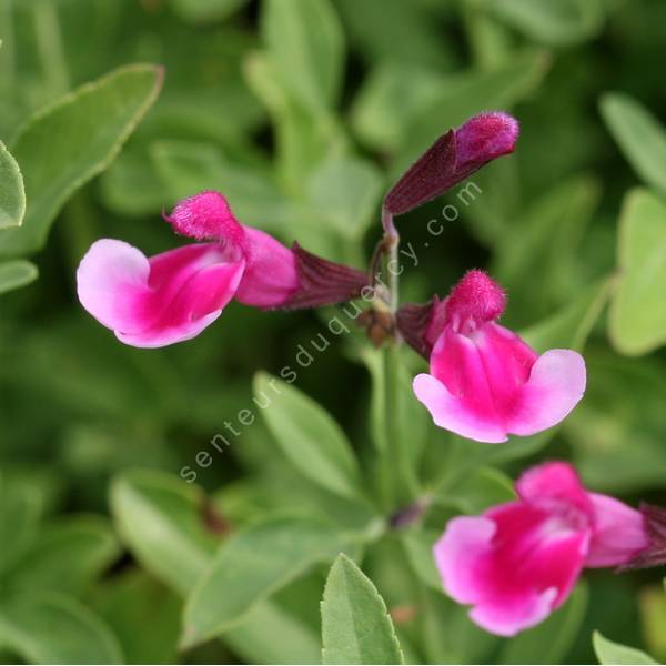 Sauge de Gregg vivace à fleur rose 2 tons - Salvia 'Sucre Glace'