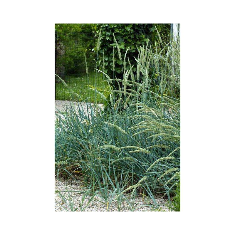 Seigle de mer - Leymus arenarius - vente de graminée pour terrain sec