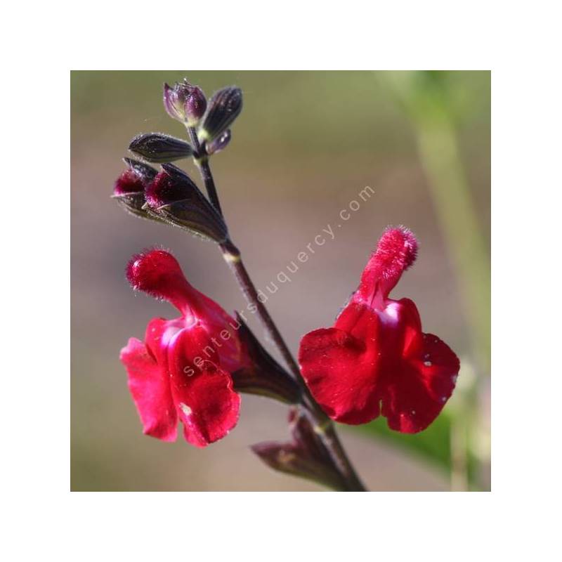 Sauge arbustive vivace rouge à cœur blanc - Salvia 'Cœur Blanc'