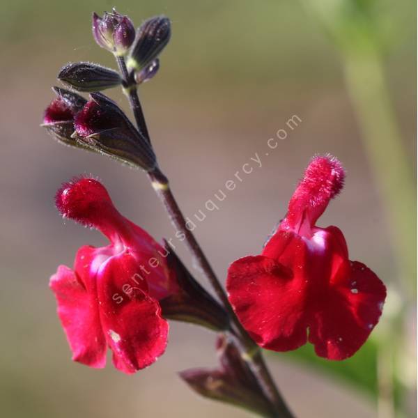 Sauge arbustive vivace rouge à cœur blanc - Salvia 'Cœur Blanc'