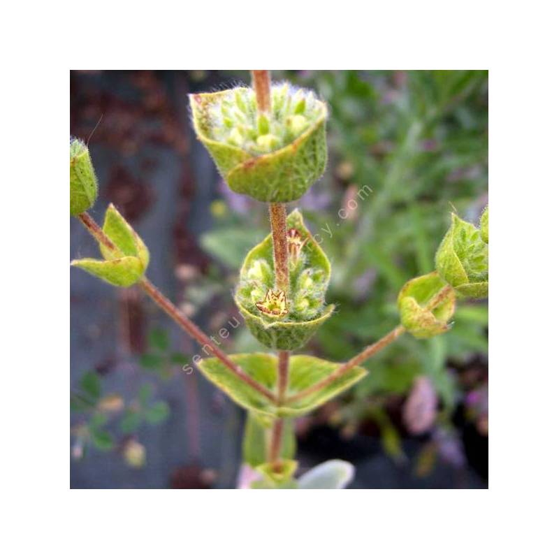 Crapaudine de Chypre - Sideritis cypria - vivace pour sol sec