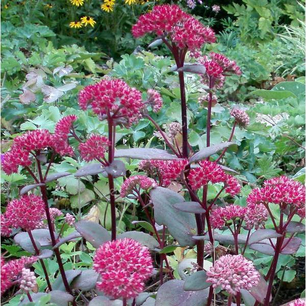 Sedum telephium ‘Red Cauli’ - Orpin à feuille pourpre