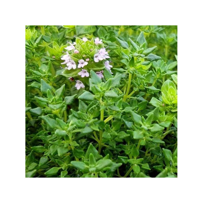 Thym au parfum unique de rose - Thymus 'Rose'