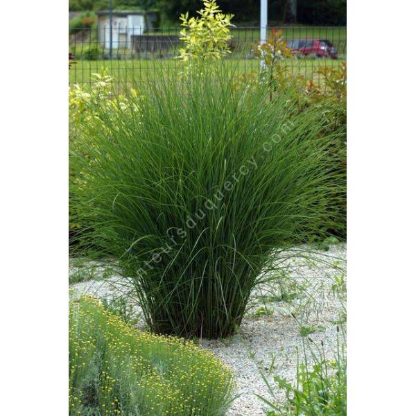 Miscanthus sinensis 'Gracillimus' - Eulalie - vente de graminée