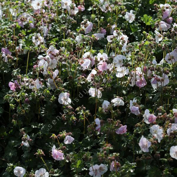 Geranium x cantabrigiense 'St Ola' - Géranium vivace à fleur blanche