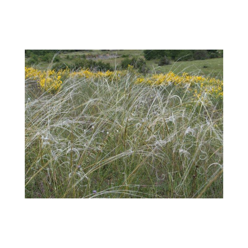 Stipe pennée ou plumeuse pour jardin sec - Stipa pennata