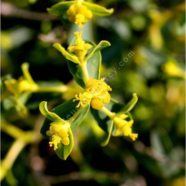 Euphorbe épineuse - Euphorbia spinosa - vivace persistante