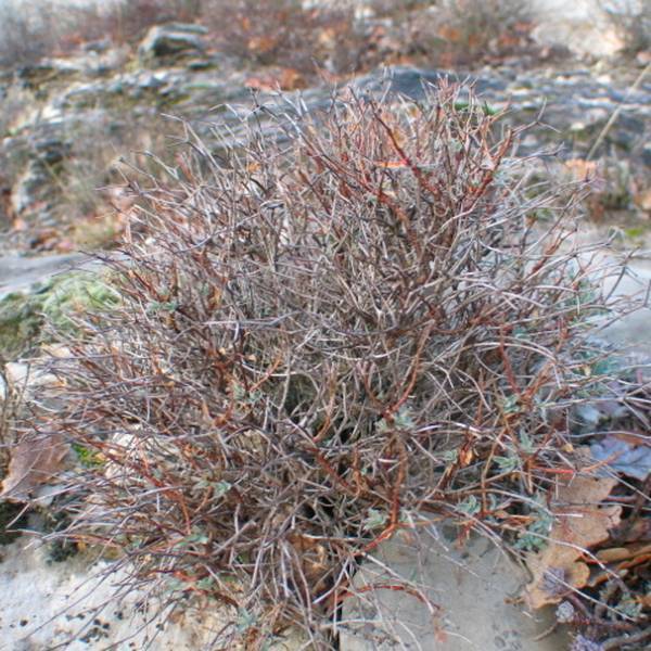 Euphorbe épineuse - Euphorbia spinosa - vivace persistante