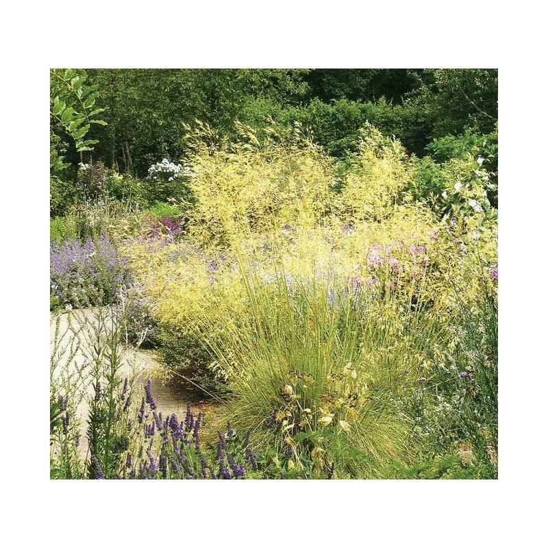 Stipa gigantea - Stipe géante - Graminée pour jardin sec
