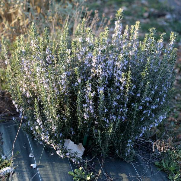 Rosmarinus officinalis 'Paris' - Romarin dressé pour terrain sec