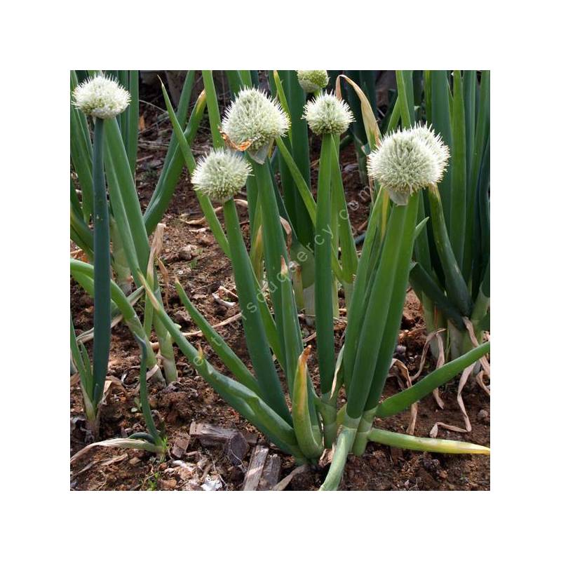 Allium fistulosum - Cébette ou Oignon vivace aromatique de jardin sec