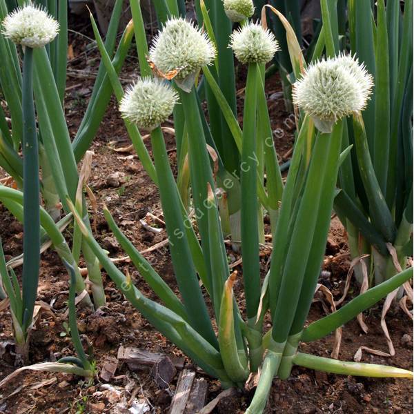 Allium fistulosum - Cébette ou Oignon vivace aromatique de jardin sec