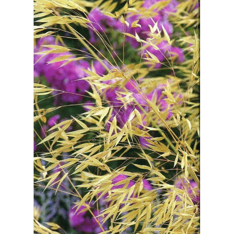 Stipa gigantea - Stipe géante - Graminée pour jardin sec