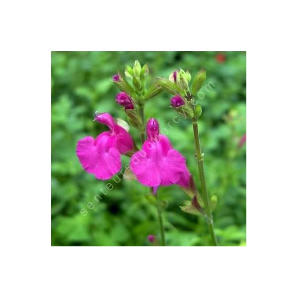 Sauge arbustive vivace rose orchidée - Salvia microphylla 'Trewithen'