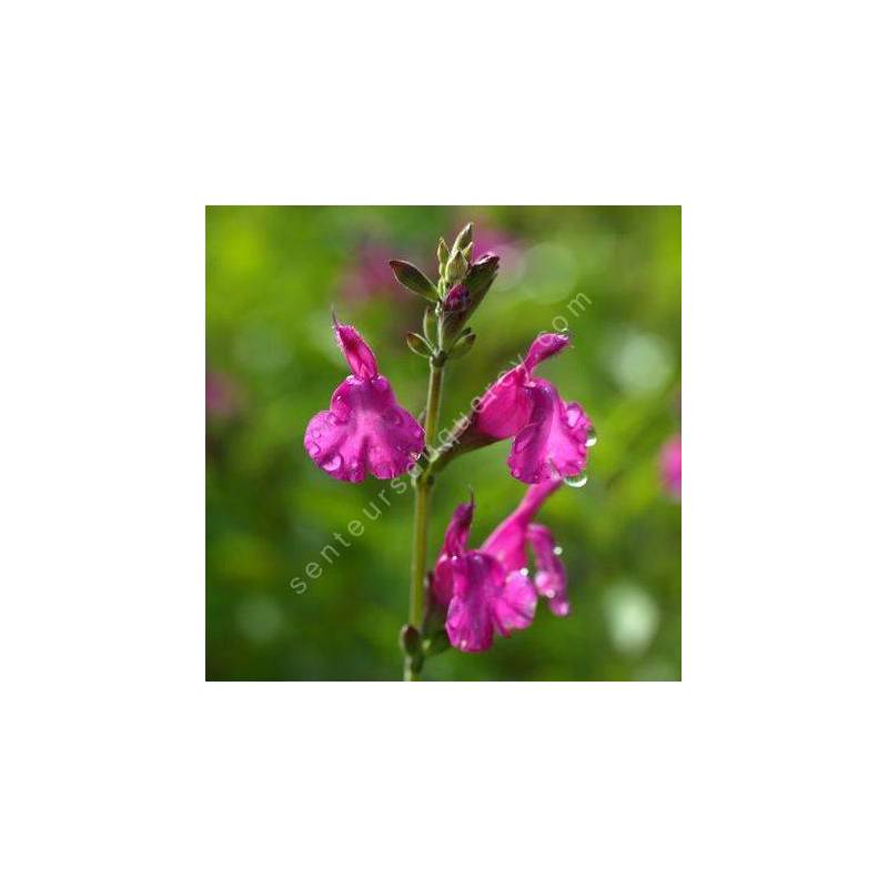 Sauge arbustive vivace rose orchidée - Salvia microphylla 'Trewithen'