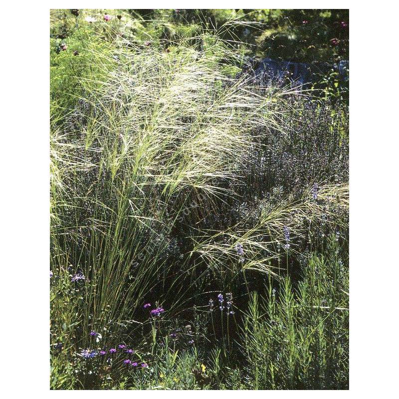 Stipa capillata - stipe chevelue - Graminée de terrain sec