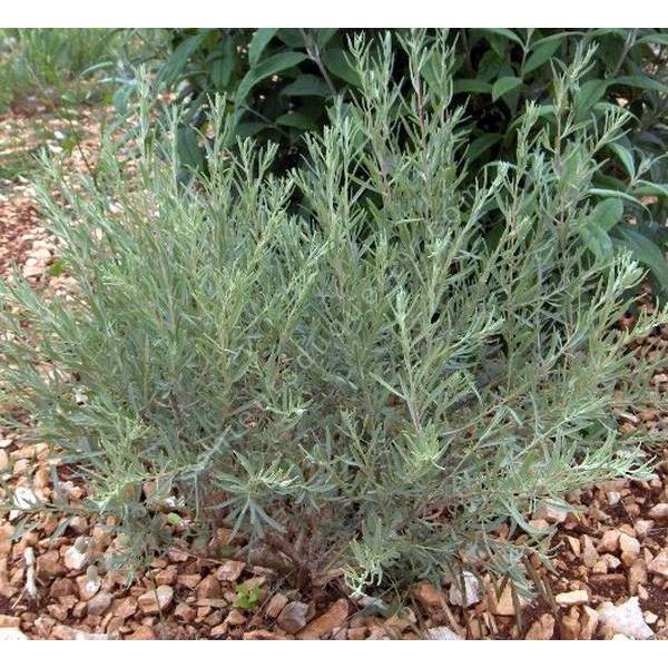 Arroche grise - Atriplex canescens - arbuste persistant de bord de mer